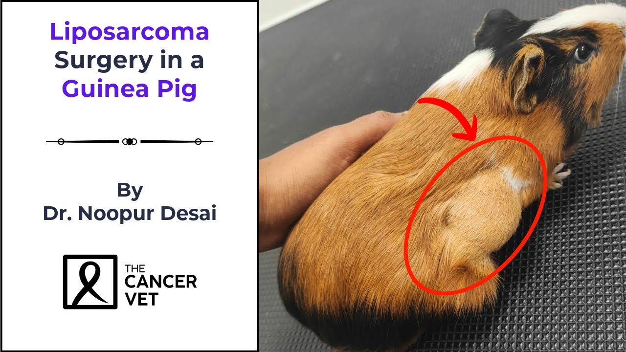 Liposarcoma Surgery in al Guinea Pig - The Cancer Vet Episode - 90 ...