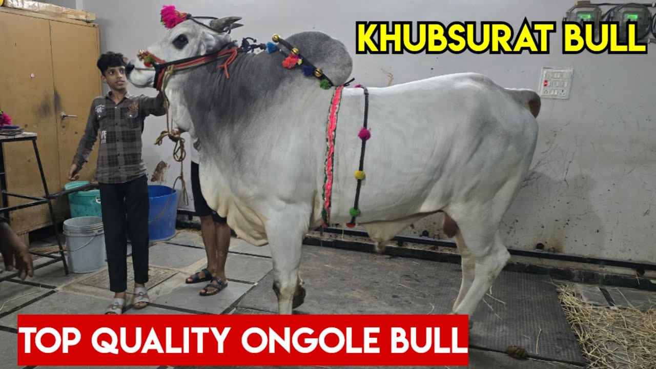 Top Quality Ongole bull in Hyderabad Riyasath nagar | Tallest Bull's ...