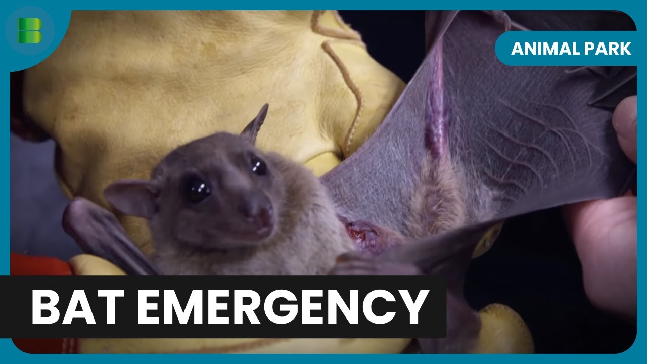 Emergency! Bat Needs Medical Help! - Animal Park - Documentary - YouTube