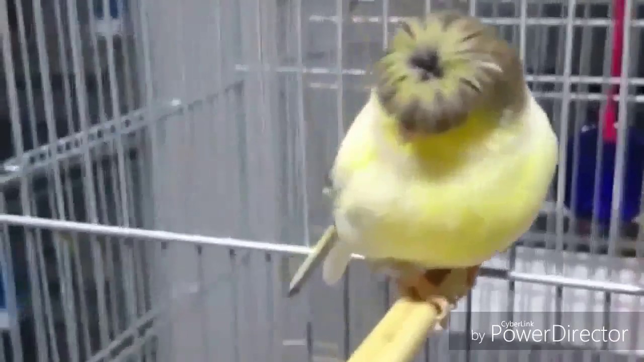 most expensive cute fancy bird& birds cage - YouTube