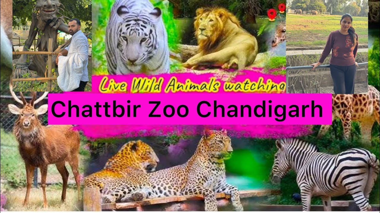 Dinosaurs Park, Chhat Bir Zoo Chandigarh 2024, Chandigarh Zoo, Banur ...