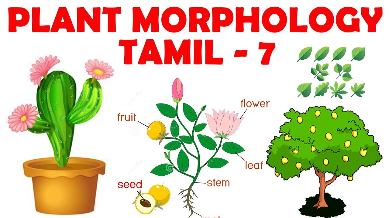 Plant Morphology In Tamil 7 Leaf Definition Parts Their Function Plant Morphology In Tamil 7 Leaf Definition Parts Their Function