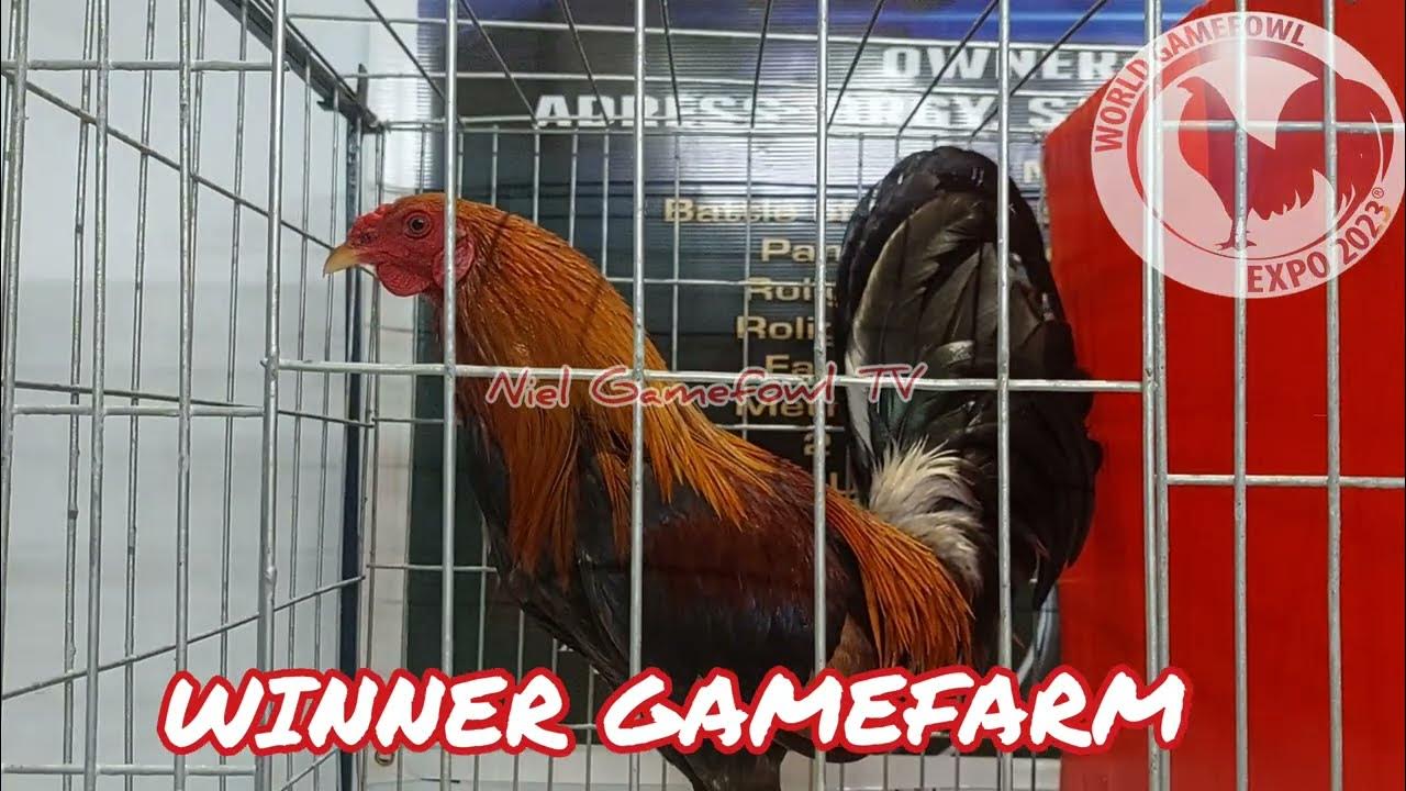 World Gamefowl Expo 2023 WINNER GAMEFARM & JRA FARM - YouTube
