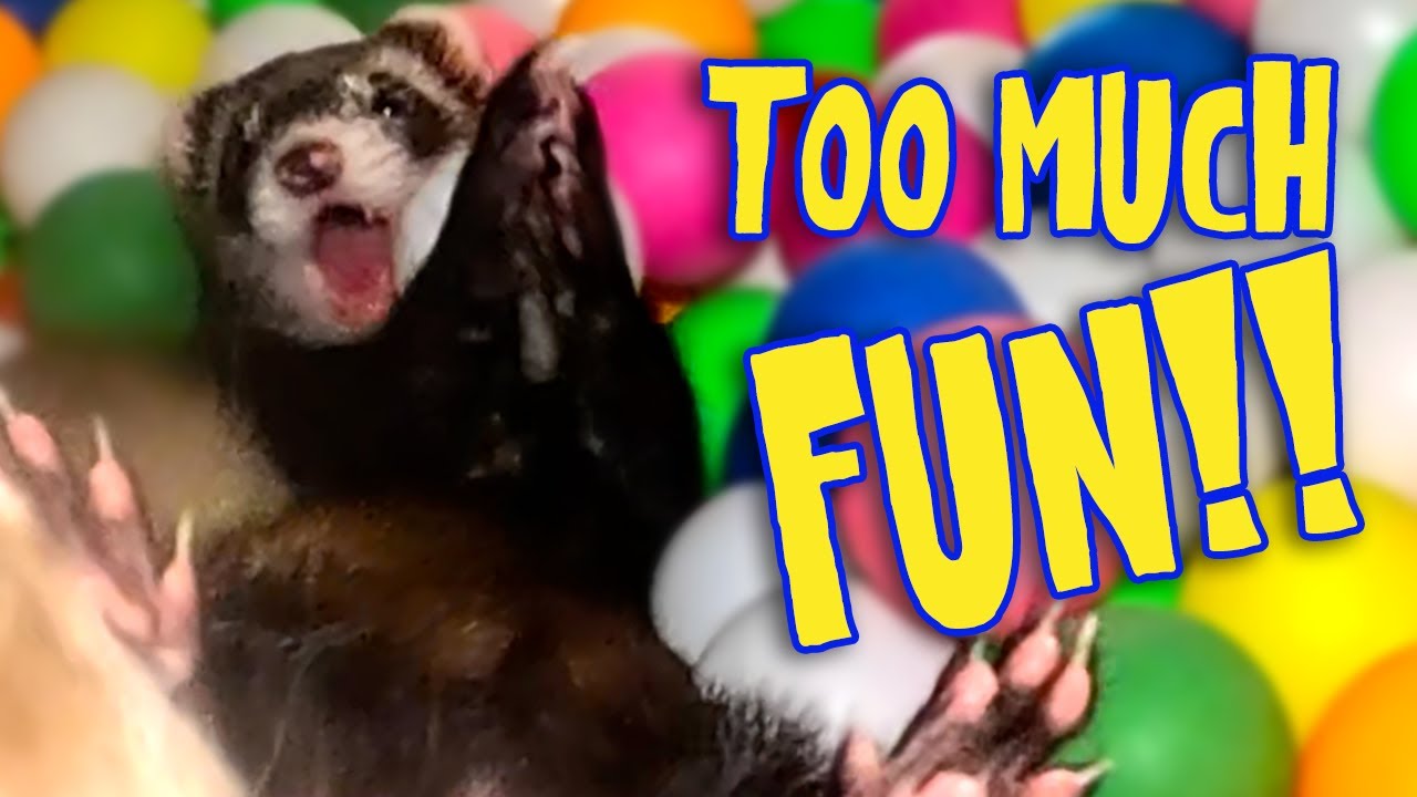 How to Create TOO MUCH FUN For Your Ferrets - DIY Ball Pit! - YouTube