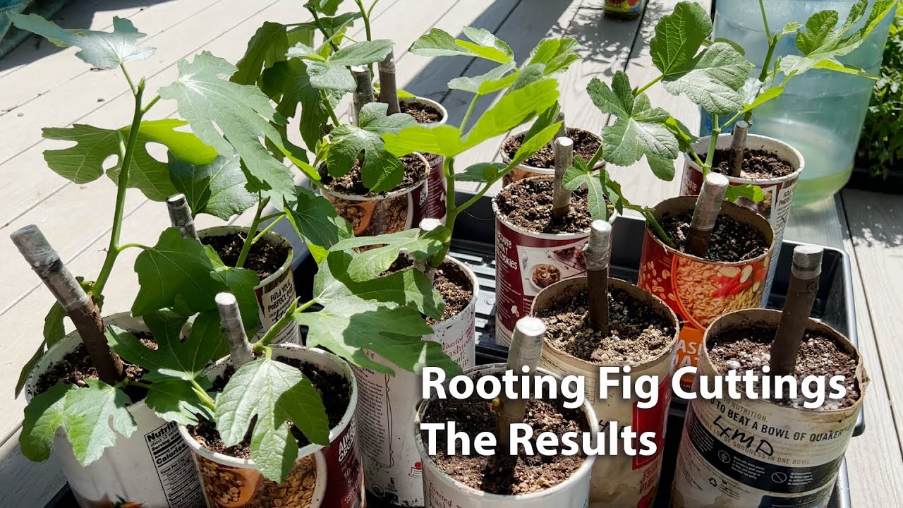Rooting fig cuttings the easy way - Part 2 - YouTube