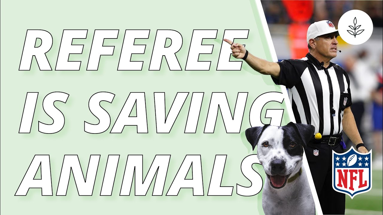 NFL Referee SAVES Animals From CRUELTY | LIVEKINDLY NEWS - YouTube