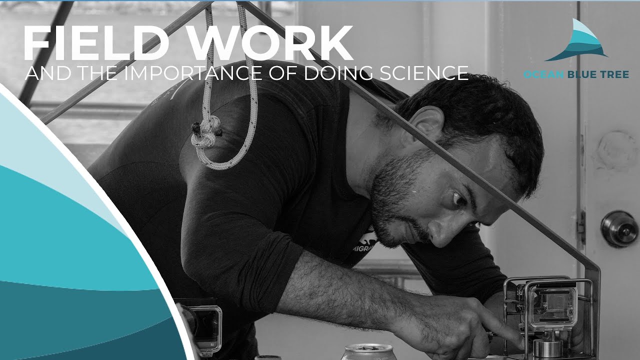 OCEAN BLUE TREE Work Field and Science - YouTube