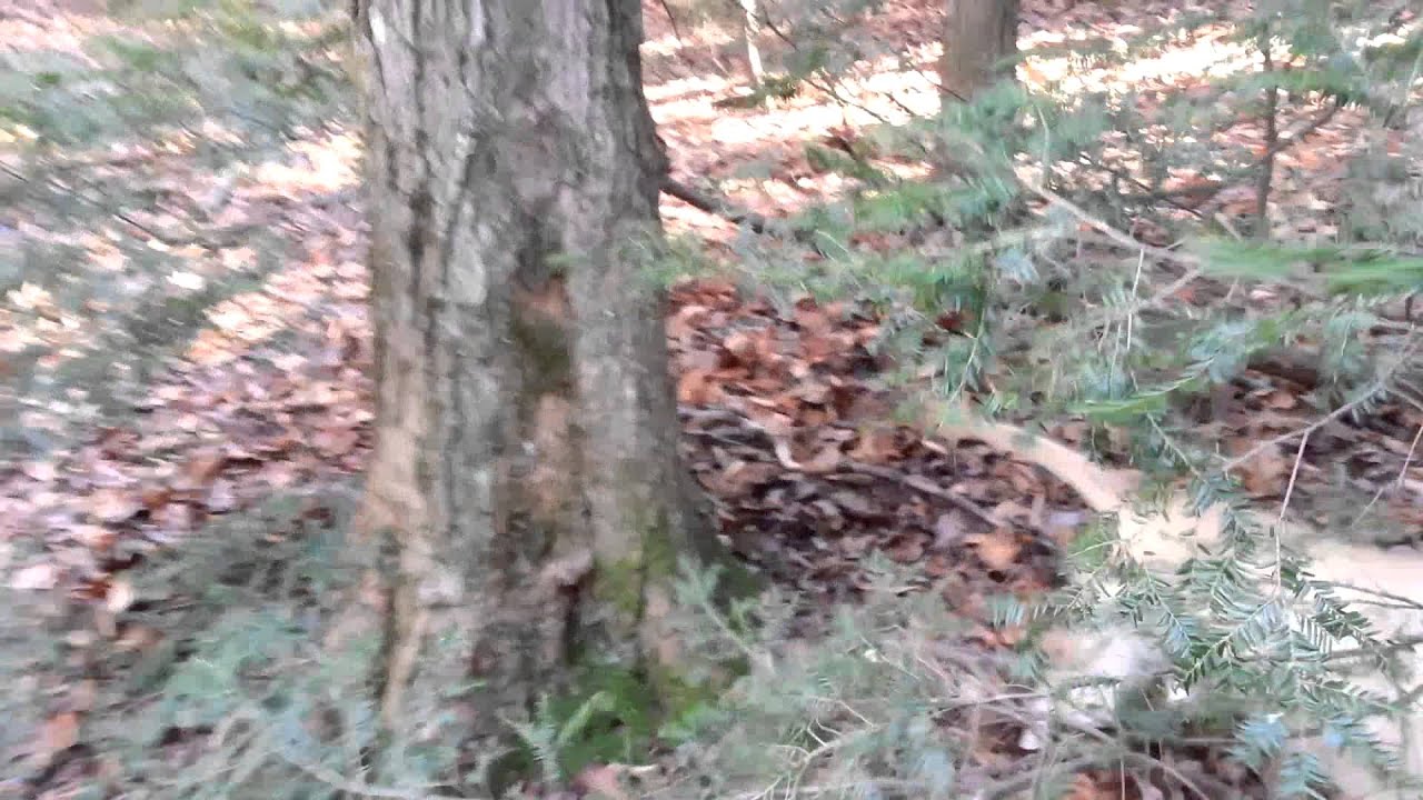 Ladner Black Mouth Cur, squirrel hunting - YouTube