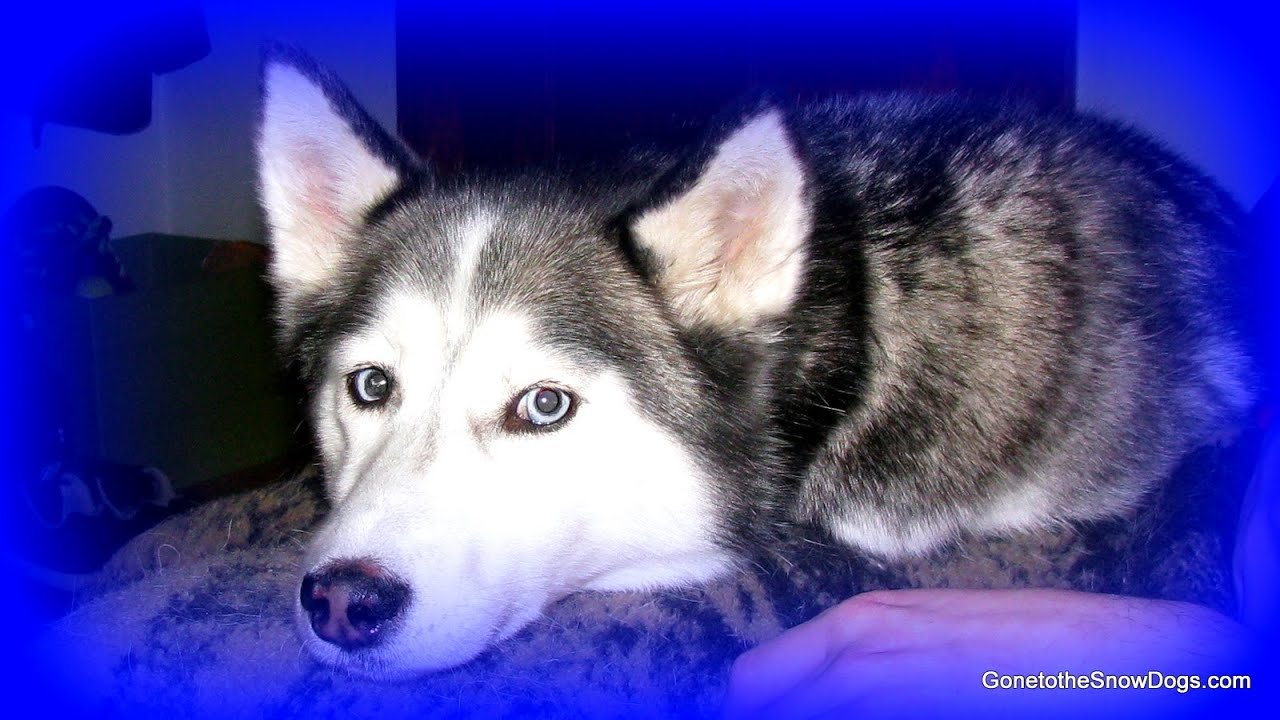 SIBERIAN HUSKY SHILOH PLAYS THE DRUMS - YouTube