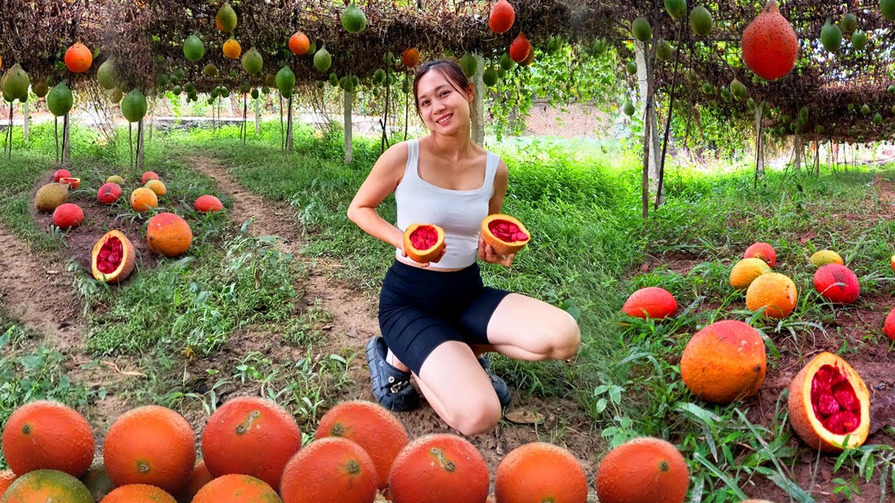 Girl Harvest Red Gac Fruit To Sell At The Market And Cook Gac Sticky girl-harvest-red-gac-fruit-to-sell-at-the-market-and-cook-gac-sticky