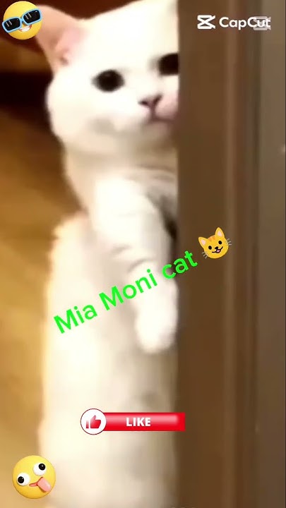 #mia Moni cat #funny #catvideos #funnycatvideos - YouTube