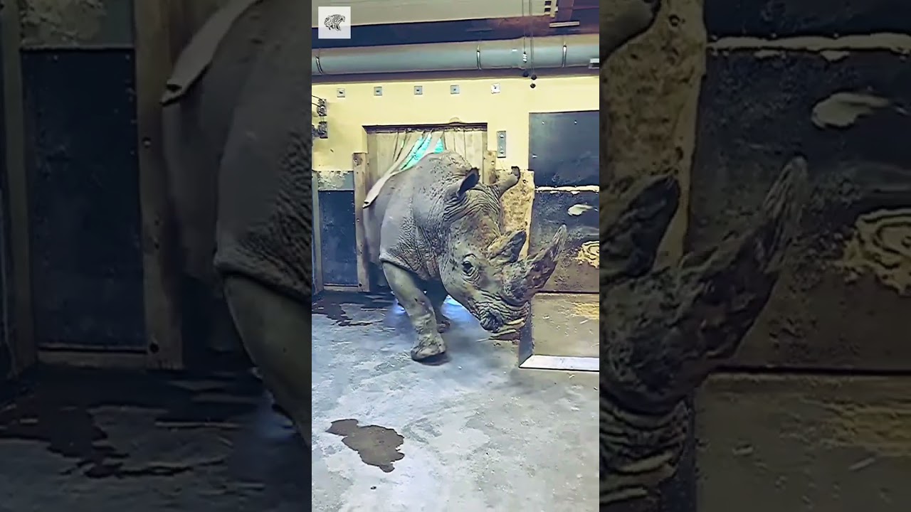 Alpha Rhino Entering - By tami_zookeeper (tt) - YouTube