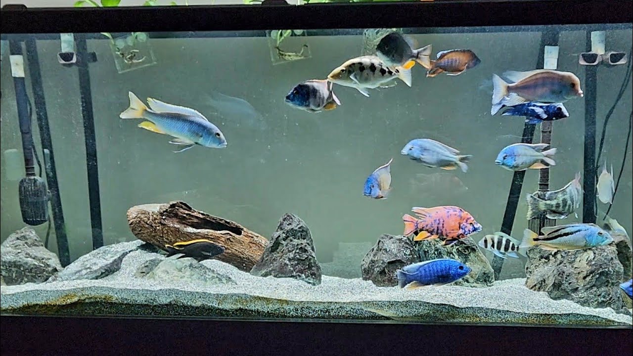 EVERYTHING IS BACK IN ORDER GALLERY AND NEW FISH UPDATES - YouTube