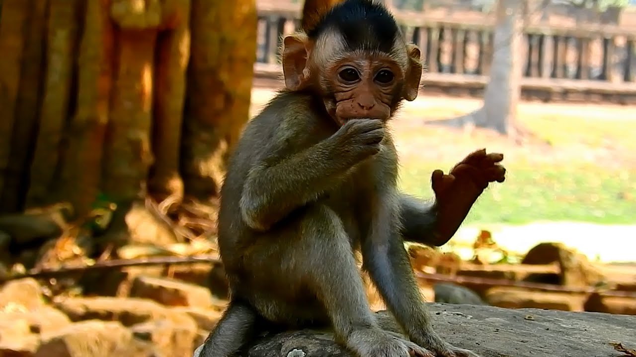 Pretty lovely baby monkey Vikki , Monkey Violet take Vikki to looking ...