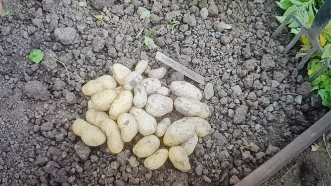 Rob and Suzi's allotment adventure part 20 (21-7-24) New potatoes dug ...