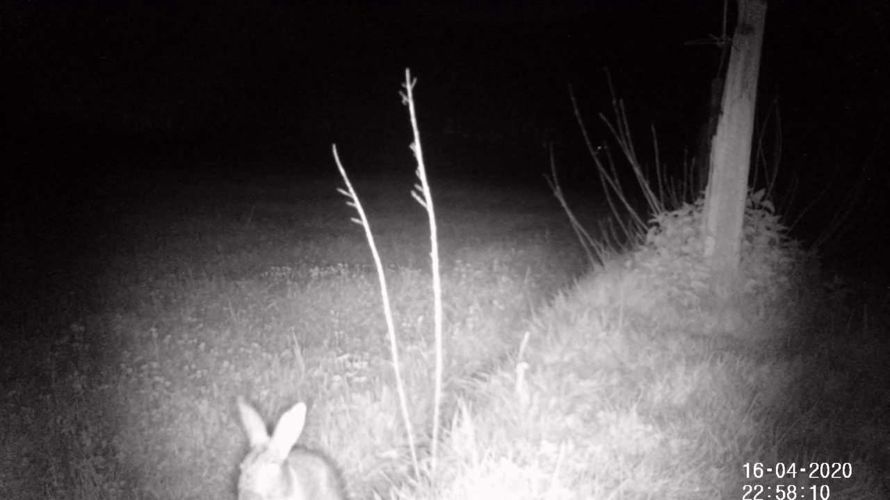 Beestenbos 1.1 - YouTube