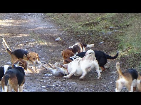 2022 Running Cottontail Rabbit w/Beagles in Oregon @ 1500 ft