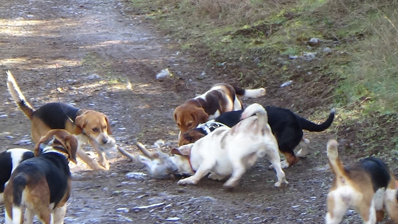 2022 Running Cottontail Rabbit w/Beagles in Oregon @ 1500 ft - YouTube