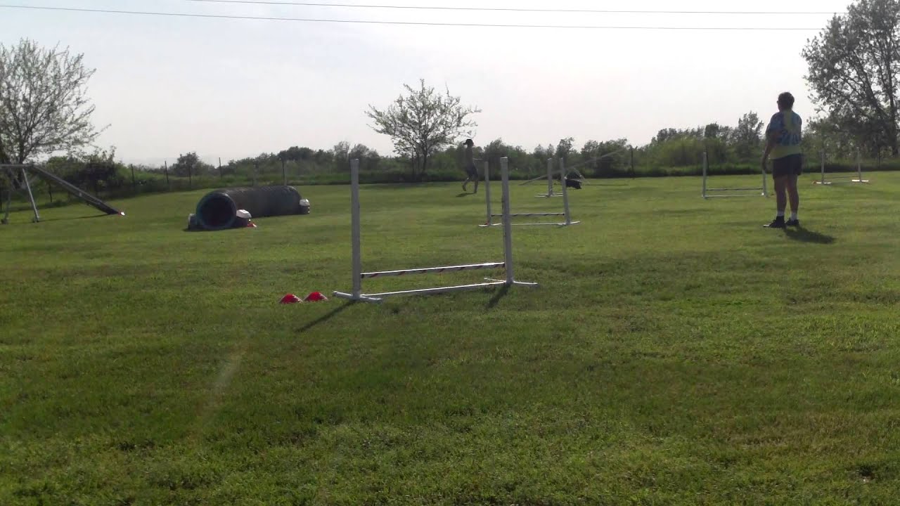 Rocket doing agility - YouTube