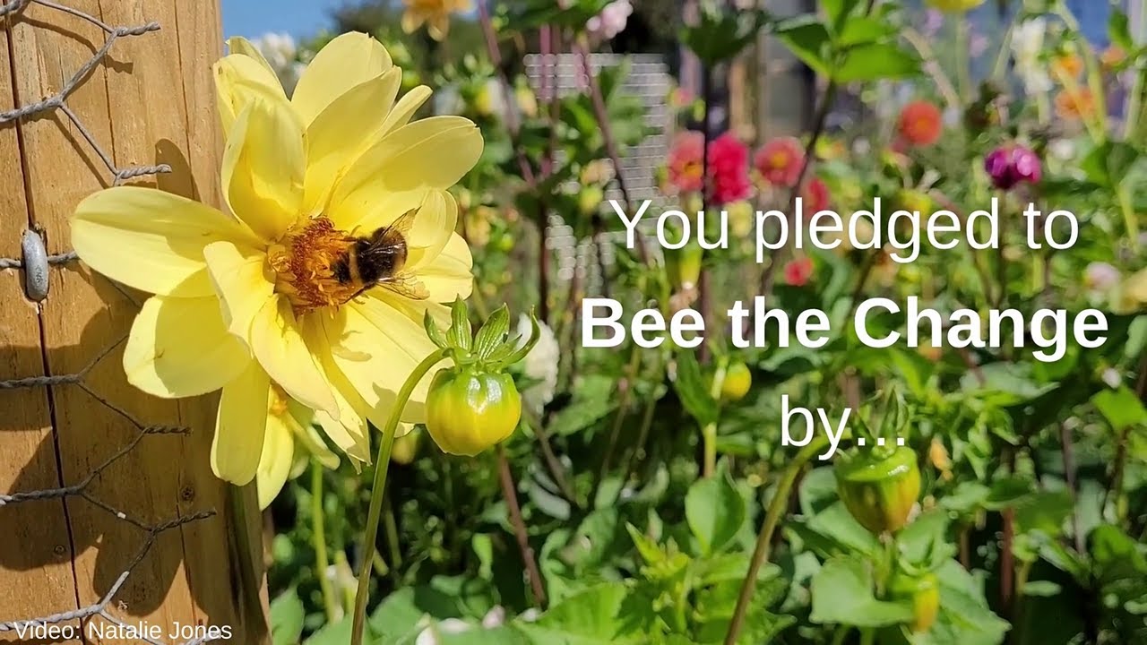 Bee the Change celebration video 2021 - YouTube