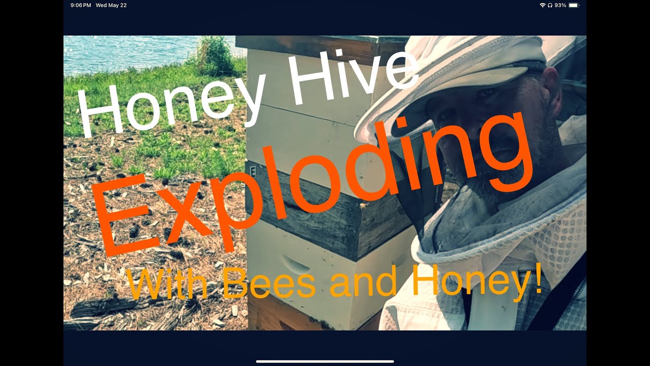 Beekeeping for Beginners | Honey Hive Exploding! - YouTube