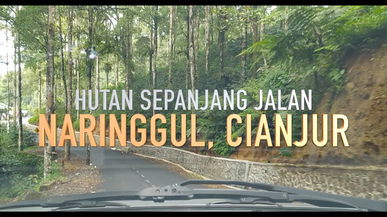 Jalan di tengah hutan Damar di Naringgul, Cianjur, Jawa Barat - YouTube