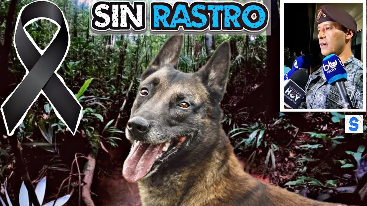 "Será Recordado Como HÉROE DE 4 PATAS" Esta Es TODA LA VERDAD Del PERRO ...