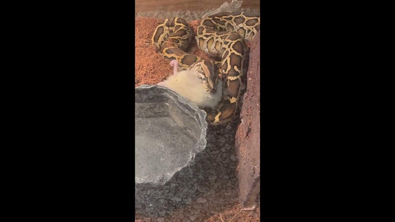 PYTHON STRANGLES PREY!!! Feeding video! - YouTube