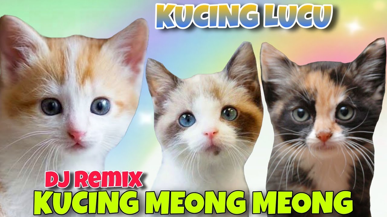 DJ KUCING MEONG-MEONG | LAGU KUCING MEONG MEONG REMIX | CUTE KITTEN ...