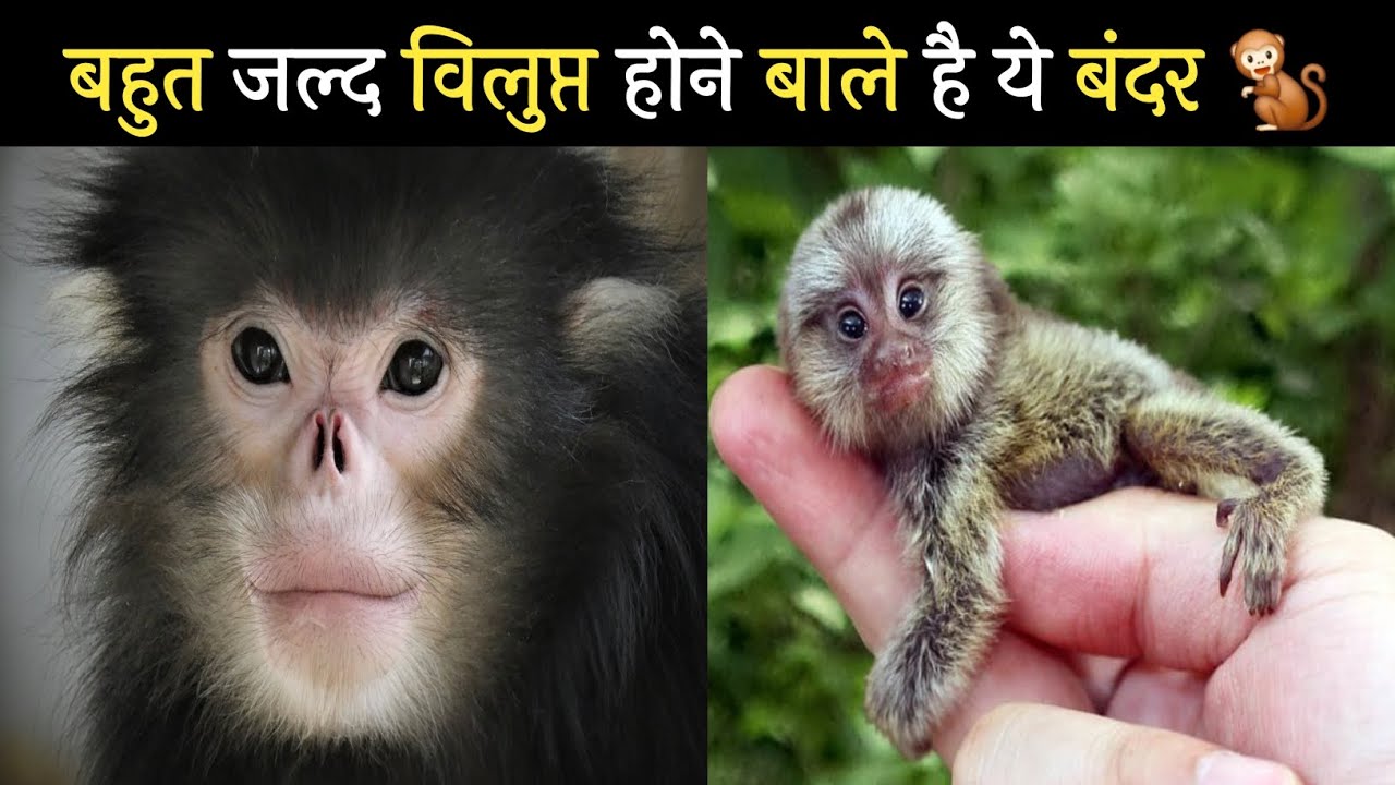 बहुत जल्द विलुप्त होने बाले है ये बंदर 😱 | Monkey 🐒 | Animals | Techno ...