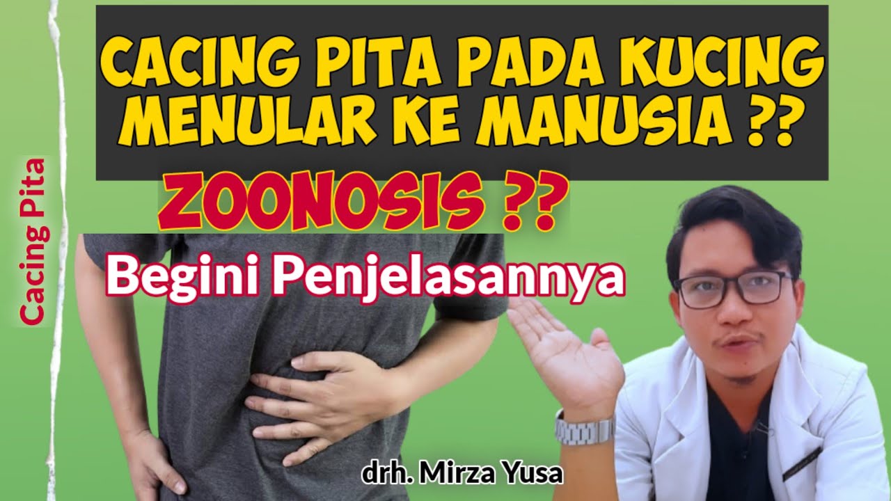 CACING PITA PADA KUCING MENULAR KE MANUSIA ?? || BAHAYA CACING PITA ...