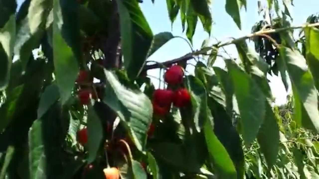Fleck: Benton on Mazzard vs G6 rootstock - YouTube