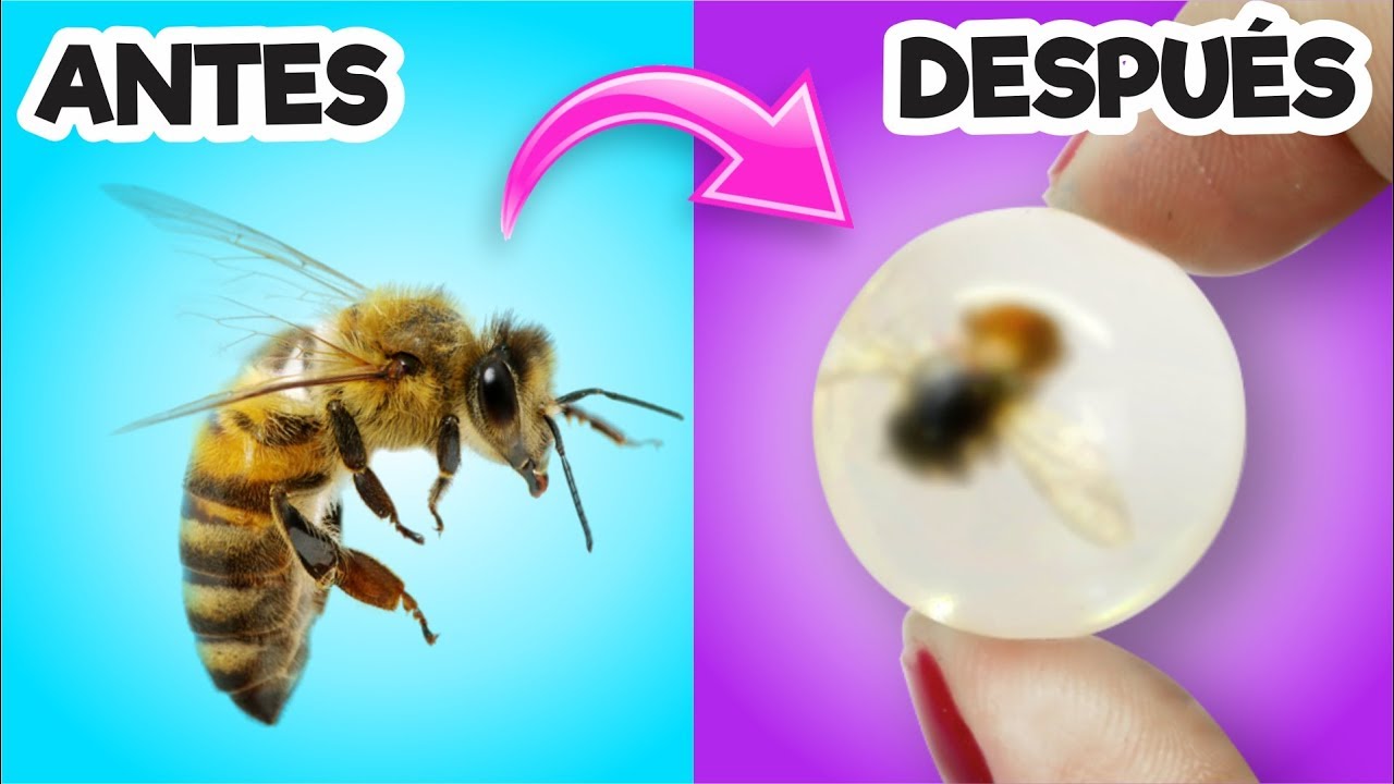 Metí INSECTOS en BURBUJAS ⭐ Así o más Fácil - YouTube