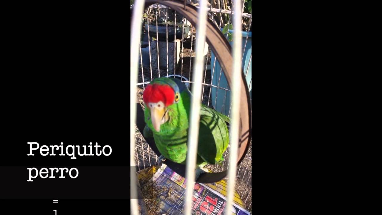UN PERICO MUY HABLADOR - YouTube