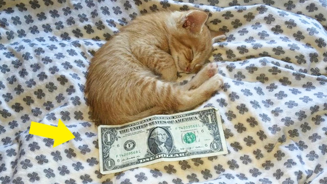 Man Rescued a Tiny Kitten And Here's How The Kitten Thanked Him - YouTube