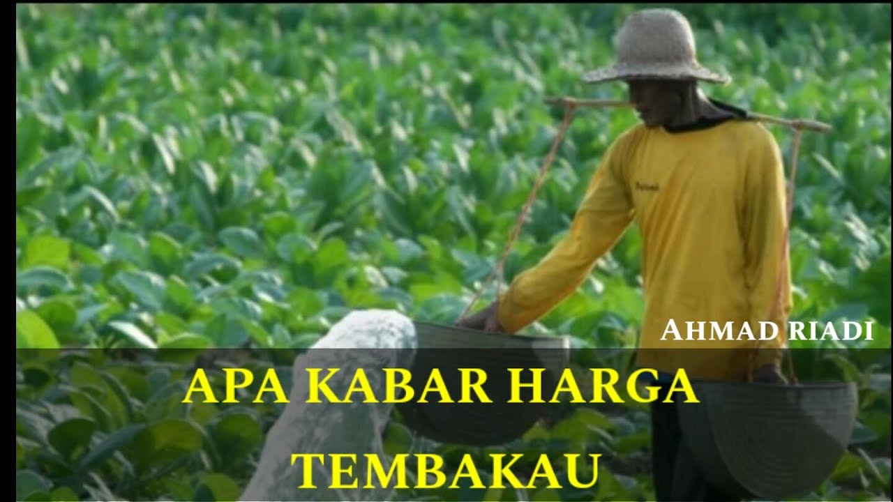 MUSIKALISASI||APA KABAR HARGA TEMBAKAU || PUISI AHMAD RIADI_ROMANTIS TV ...