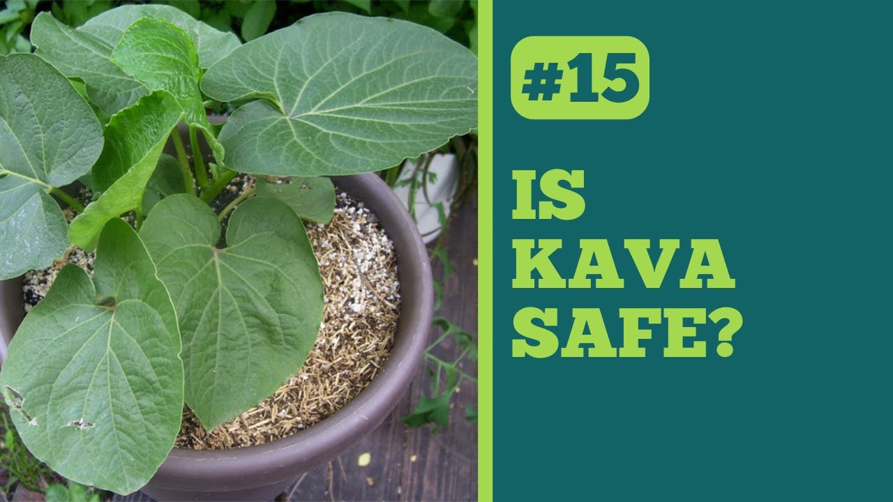 Is Kava Safe? - YouTube