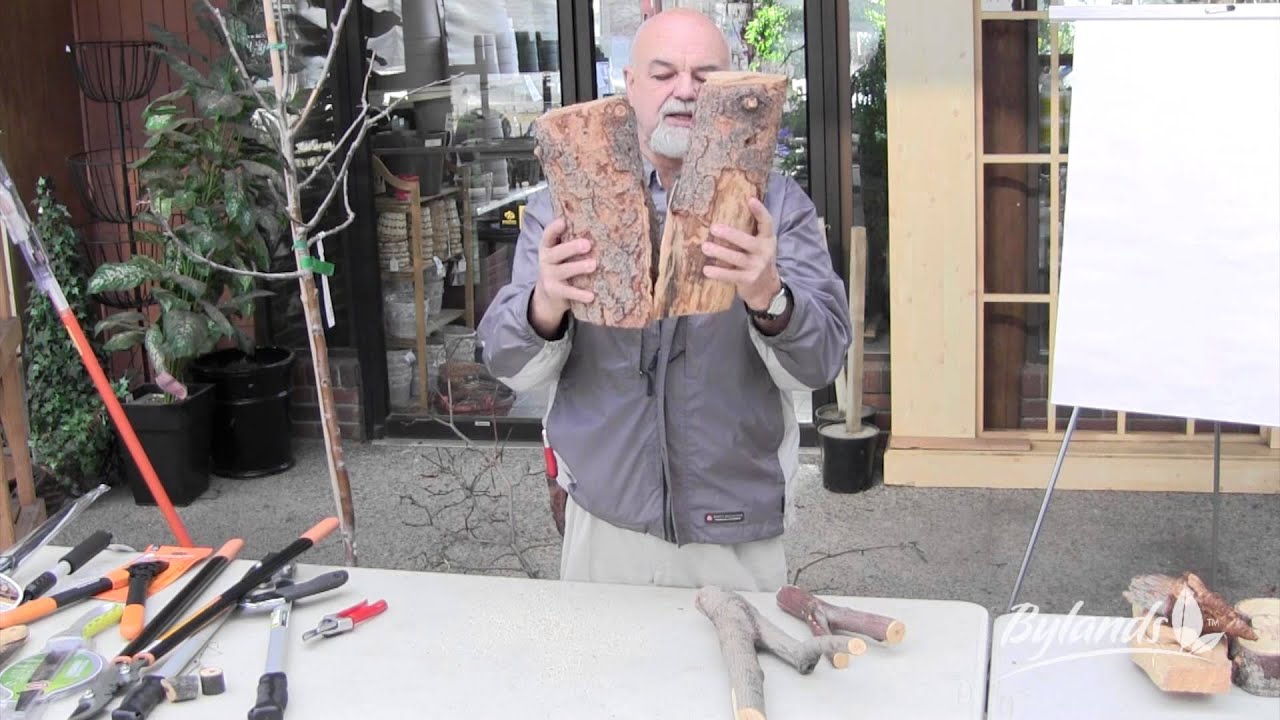 What are Bark Inclusions and what do they look like? feat Don Burnett ...