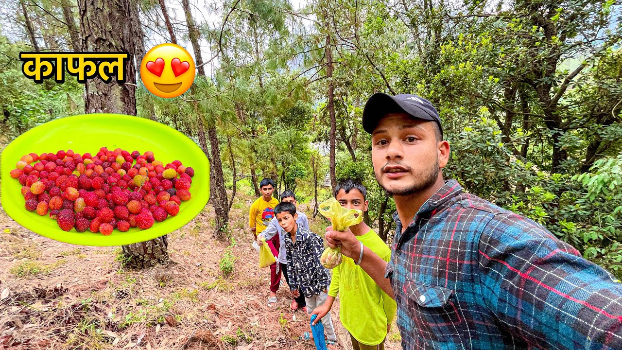 काफल चोरी करते पकड़े गये🤣॥बचपन की यादें॥Pahadi Lifestyle Vlogs - YouTube