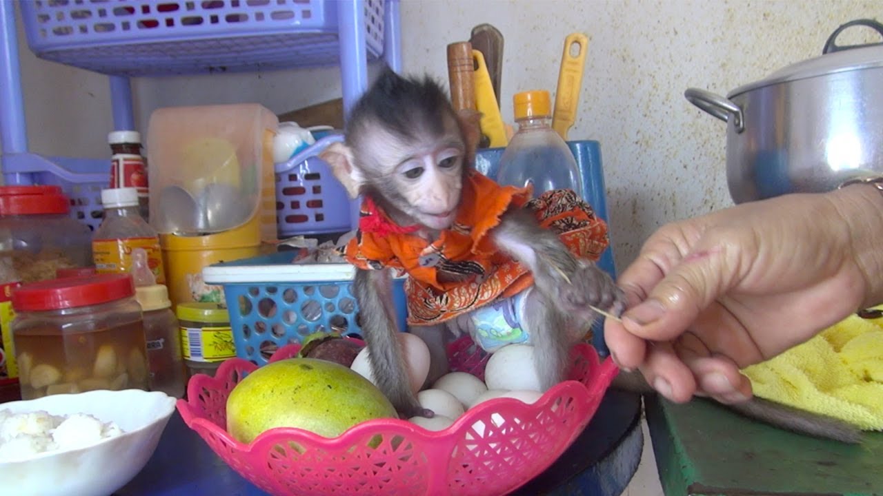 Monkey Baby Nita So Hungry With Monkey Baby Poy - YouTube