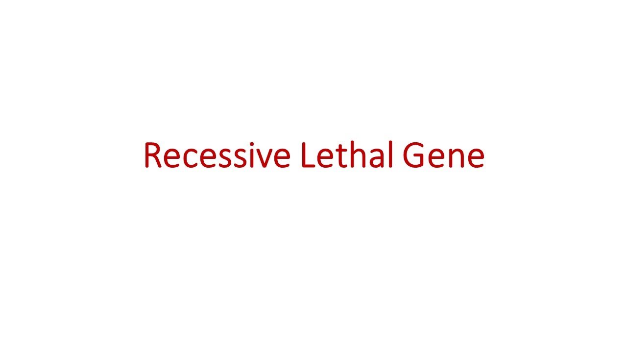 08 Lethal Alleles Multiple Alleles Gene Interactions - YouTube