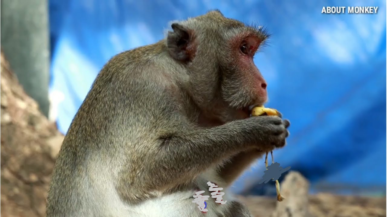 Monkey Jane She Need More To Eat For Supporting Lovely Baby Monkey ...