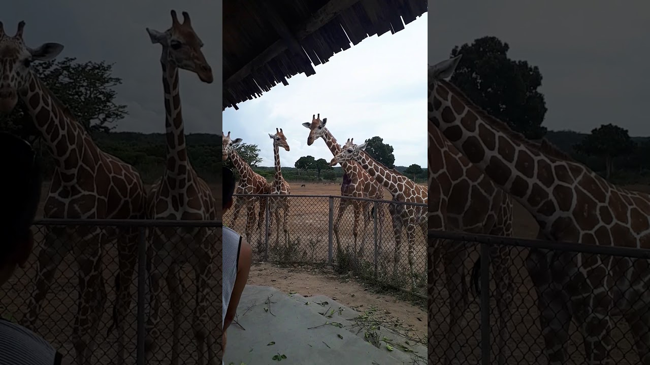 CALAUIT ZOO PALAWAN 🇵🇭 - YouTube