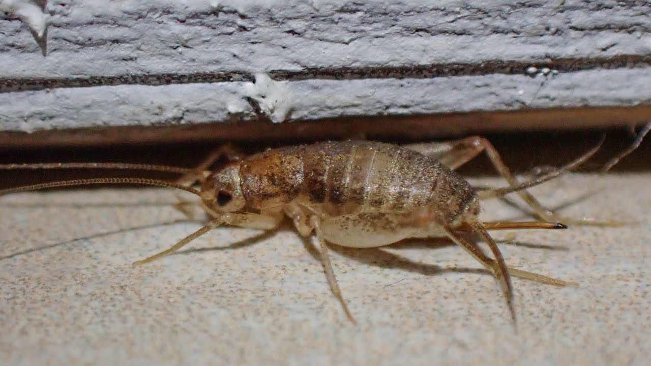 Canarian Tiny Cricket (Cycloptiloides canariensis) - YouTube