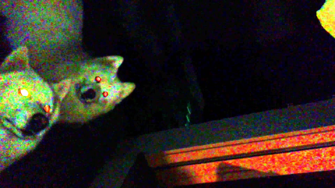 Alien dogs - YouTube