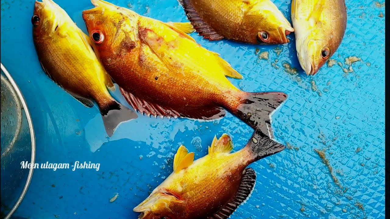 Amazing fishing Snapper fish - YouTube