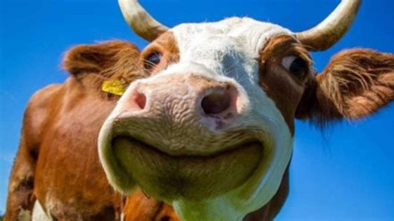 Barulho de vacas berrando | Vacas mugindo | Vaca berrando - YouTube