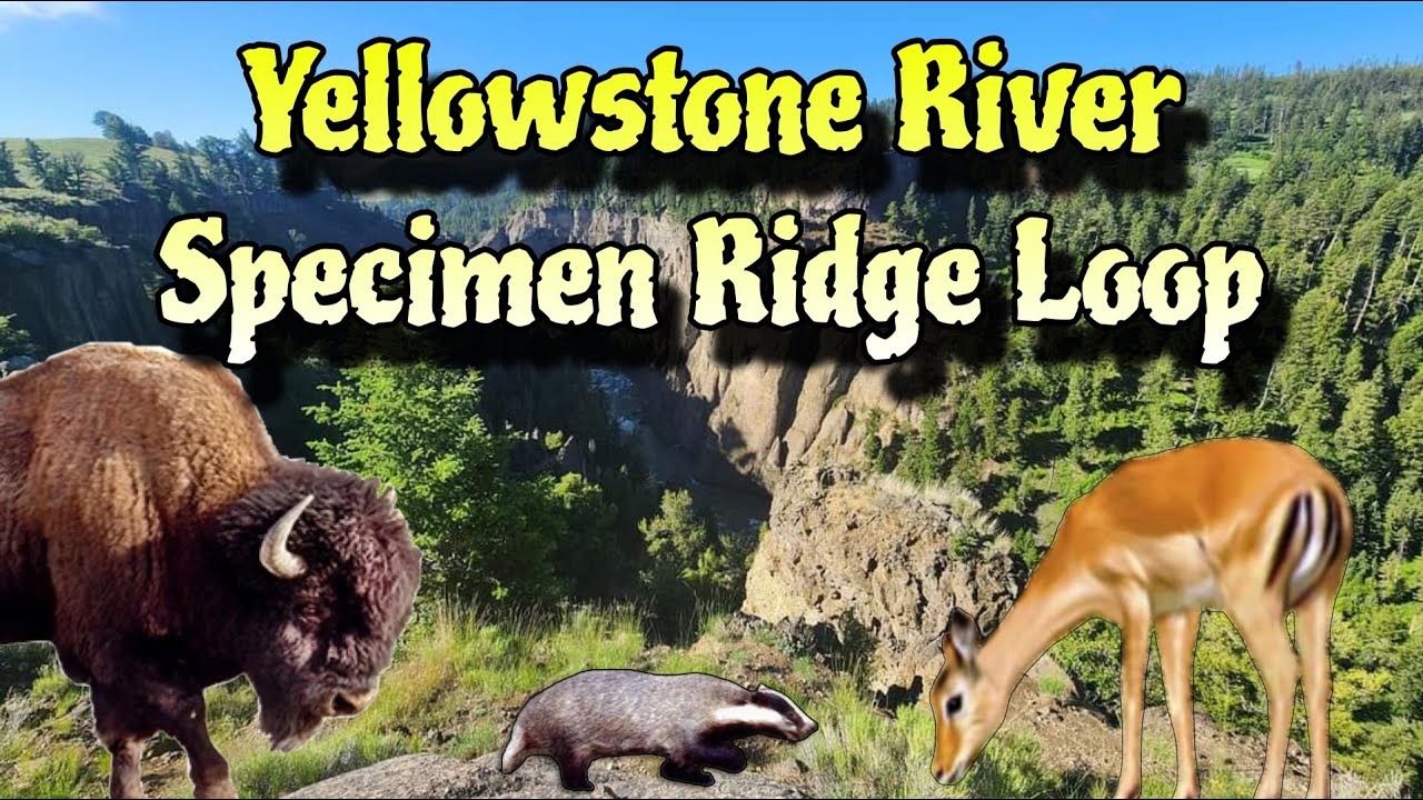 Yellowstone River / Specimen Ridge Loop Hike | Yellowstone National ...