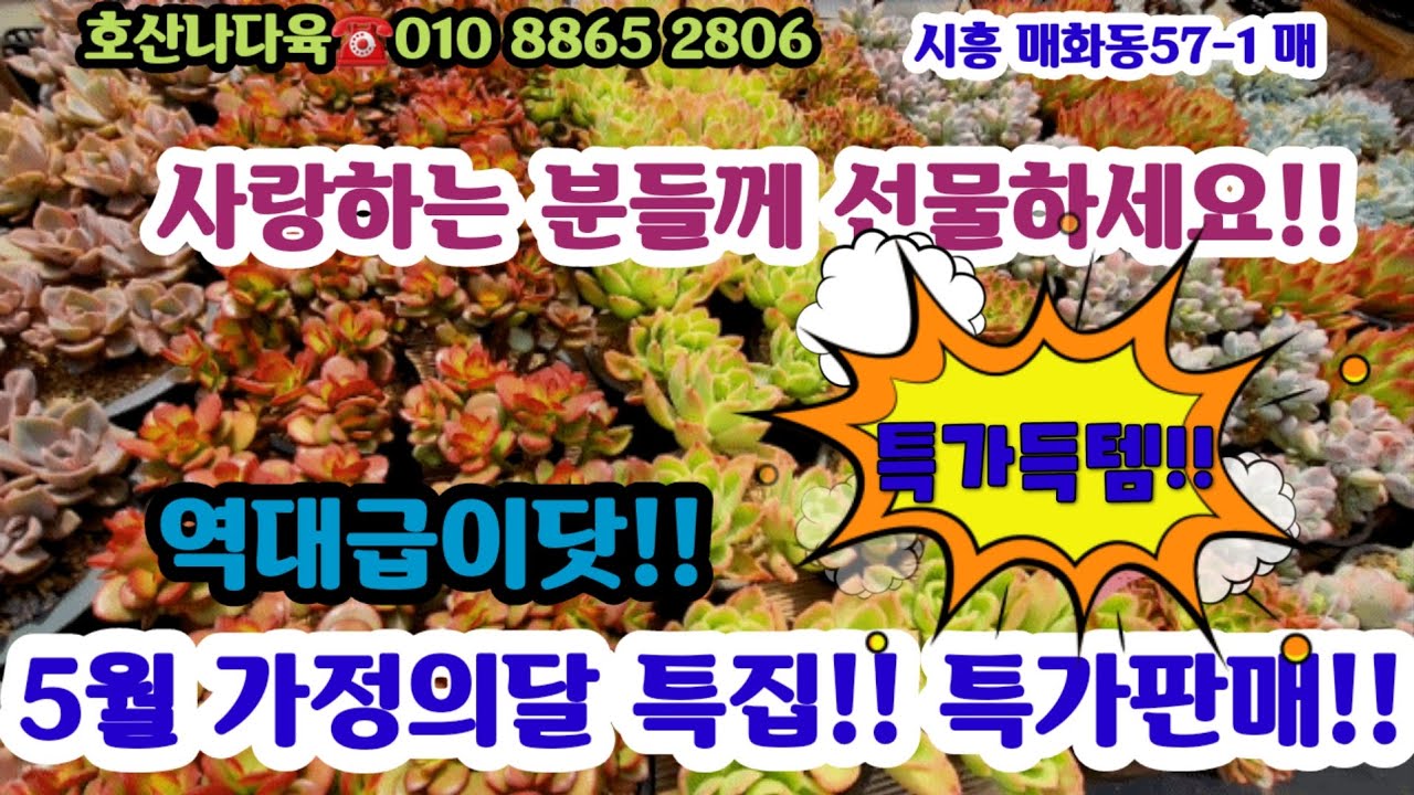 호산나다육에 5월맞이 군생특집 특가 선물하세요 2천부터만원이하가격으로 마춤초보다육다육쇼핑 Youtube