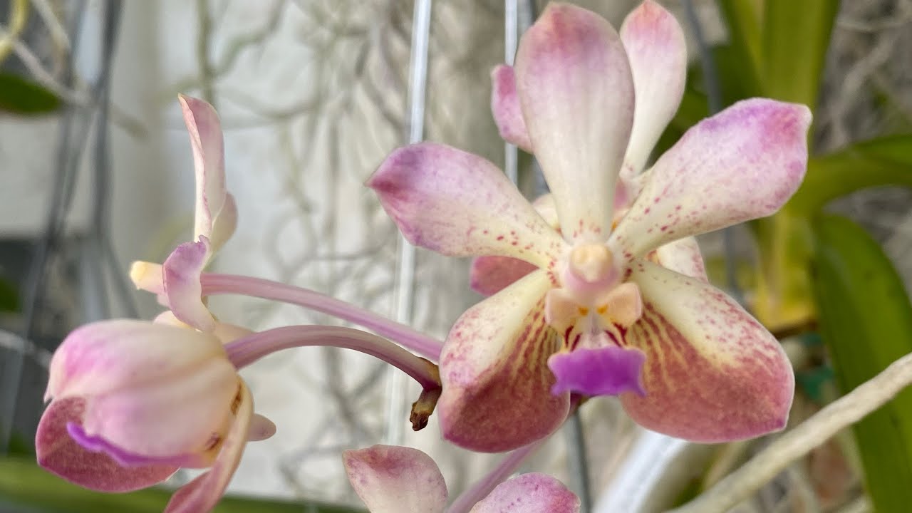🌺Check out these cute Vanda Orchids in Bloom!🌺 - YouTube